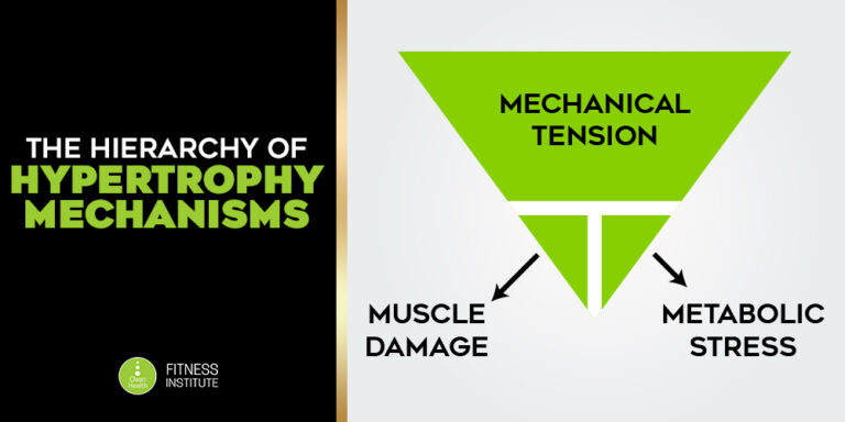 Hypertrophy Mechanisms: Part 1 - Clean Health